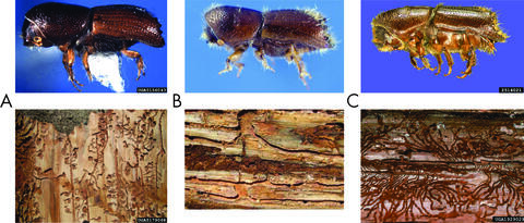 Ips: The Other Pine Bark Beetles | Mississippi State University Extension Service
